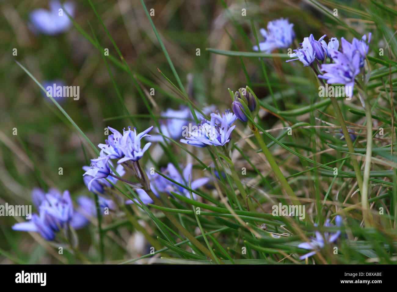 Spring squill (Scilla verna), a coastal wildflower that carpets the ...