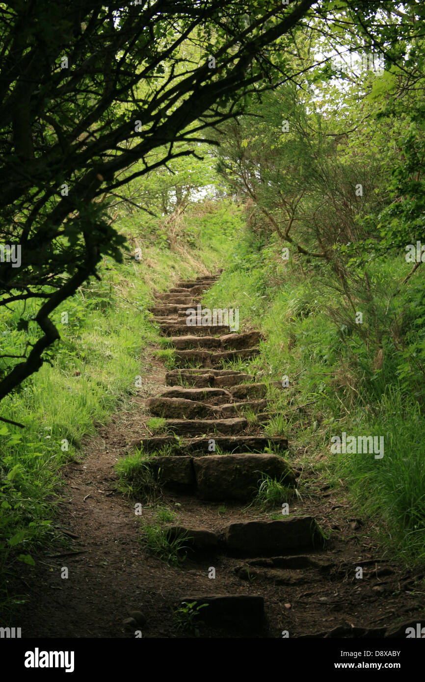 Woodland steps Stock Photo - Alamy Woodland steps Stock Photo - Alamy