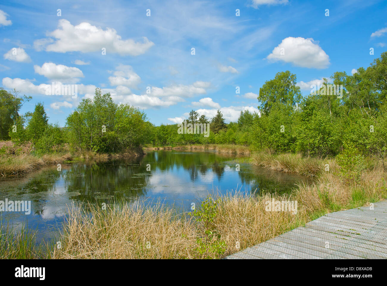 Foulshaw moss nature reserve hi-res stock photography and images - Alamy