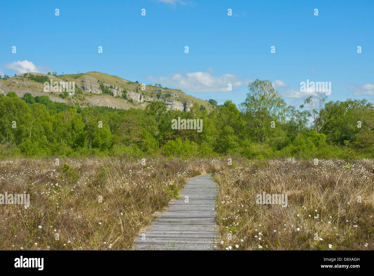 Foulshaw Moss, one of Cumbria Wildlife Trust's nature reserves, South ...