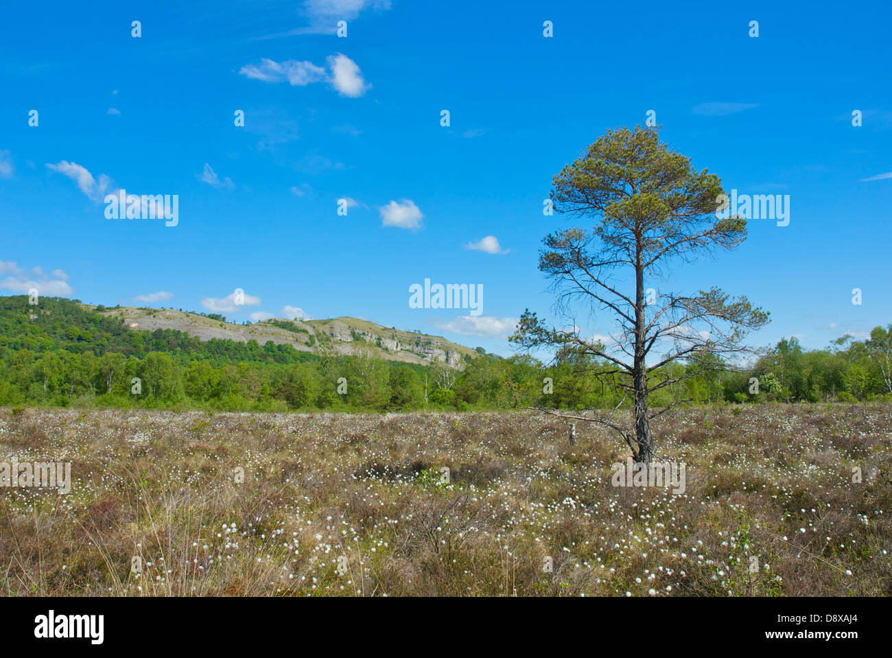 Foulshaw Moss, one of Cumbria Wildlife Trust's nature reserves, South ...