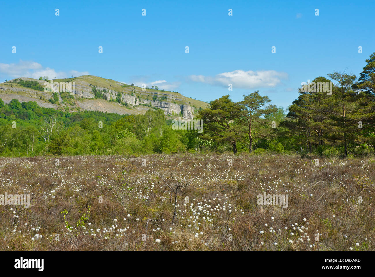 Foulshaw Moss, one of Cumbria Wildlife Trust's nature reserves, South ...