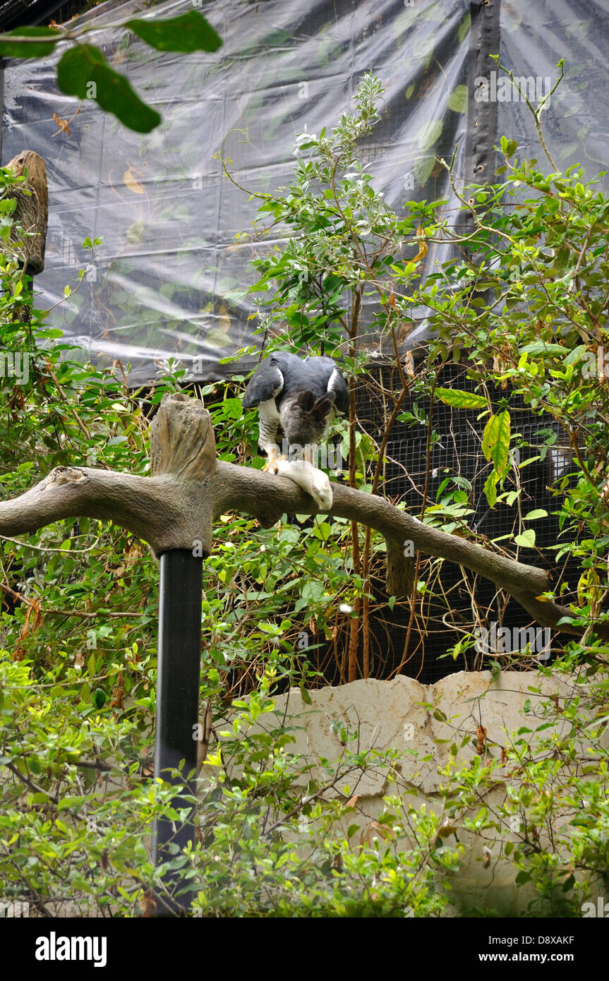 Harpy eagle feeding eating prey zoo guinea pig hi-res stock photography ...