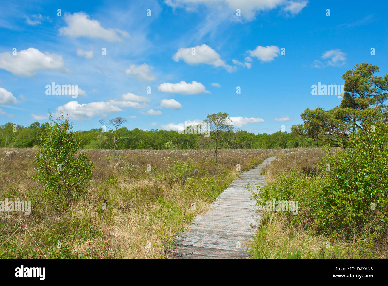 Foulshaw Moss, one of Cumbria Wildlife Trust's nature reserves, South ...