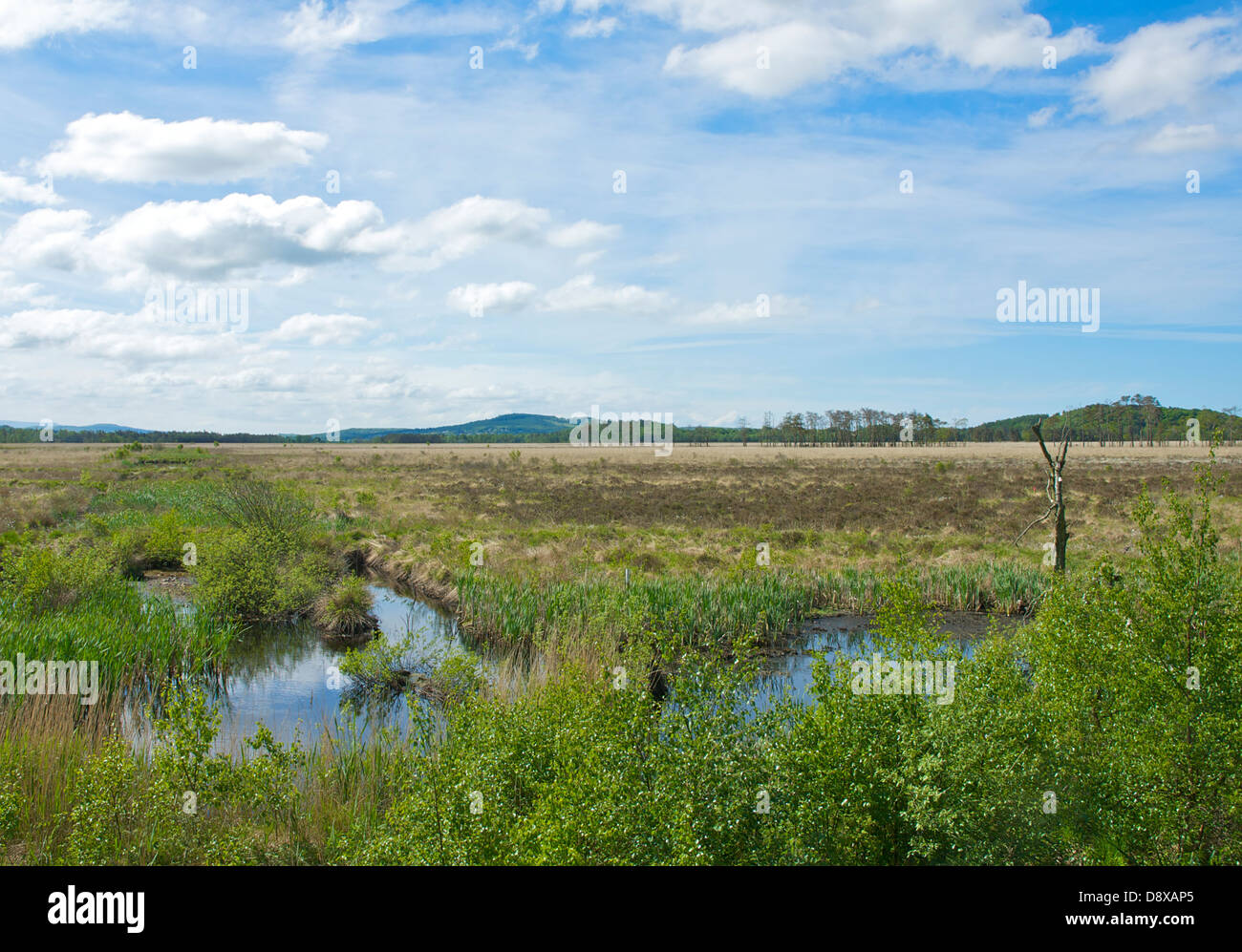 Foulshaw moss nature reserve hi-res stock photography and images - Alamy