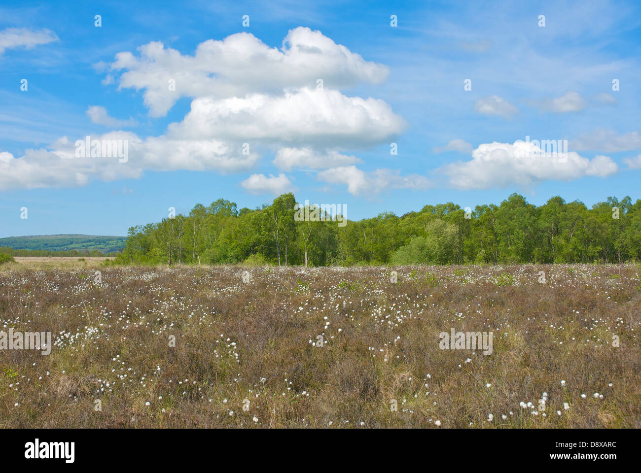 Foulshaw Moss, one of Cumbria Wildlife Trust's nature reserves, South ...
