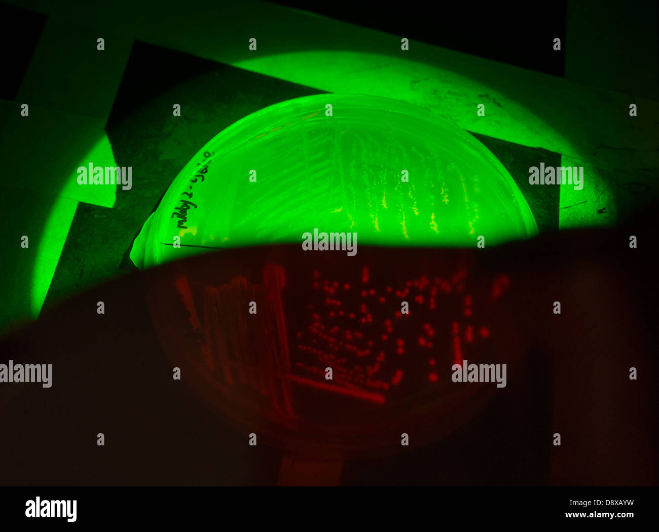 florescent bacteria colonies glowing under laser light with half viewed ...
