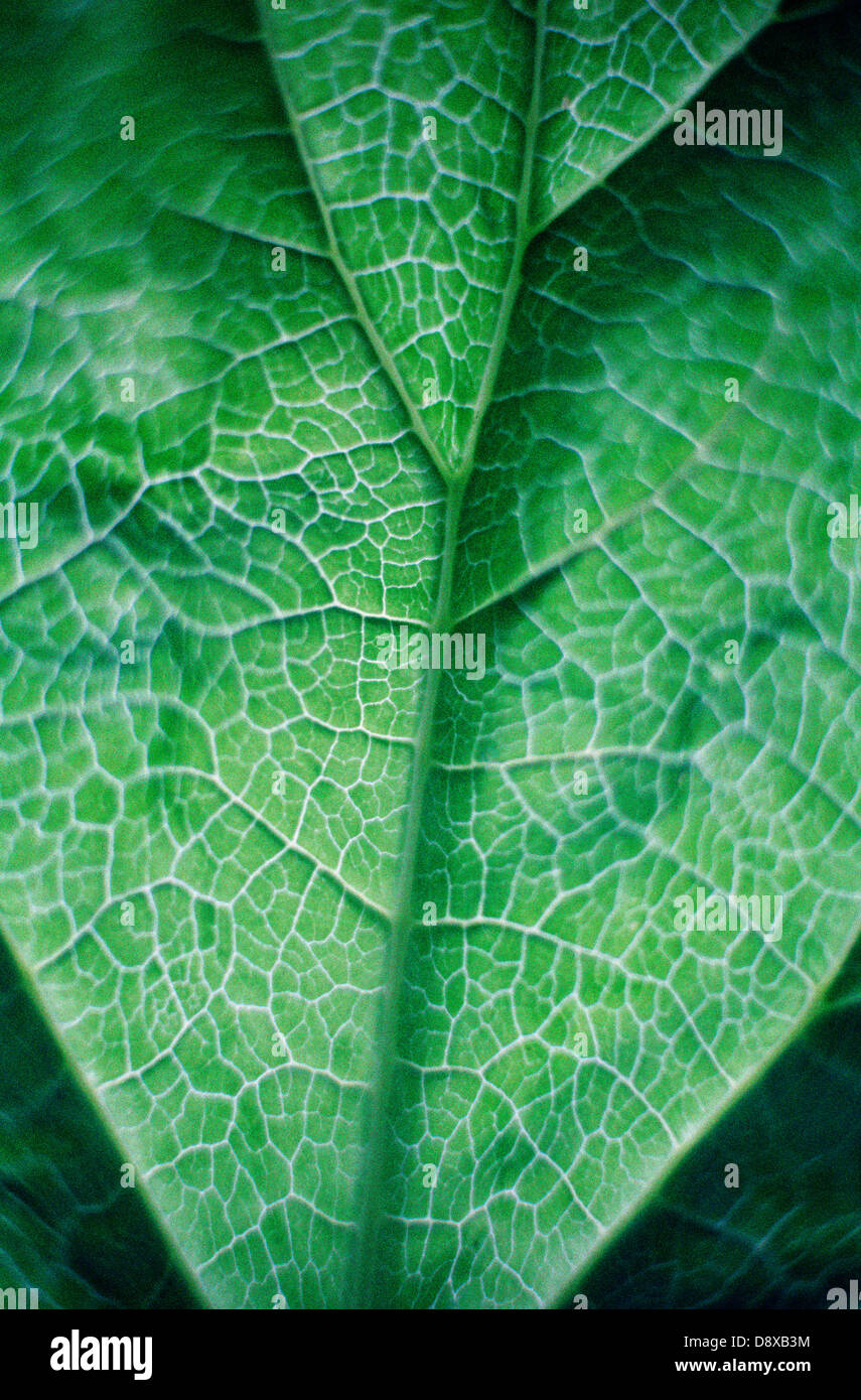 A leaf, close-up Stock Photo - Alamy