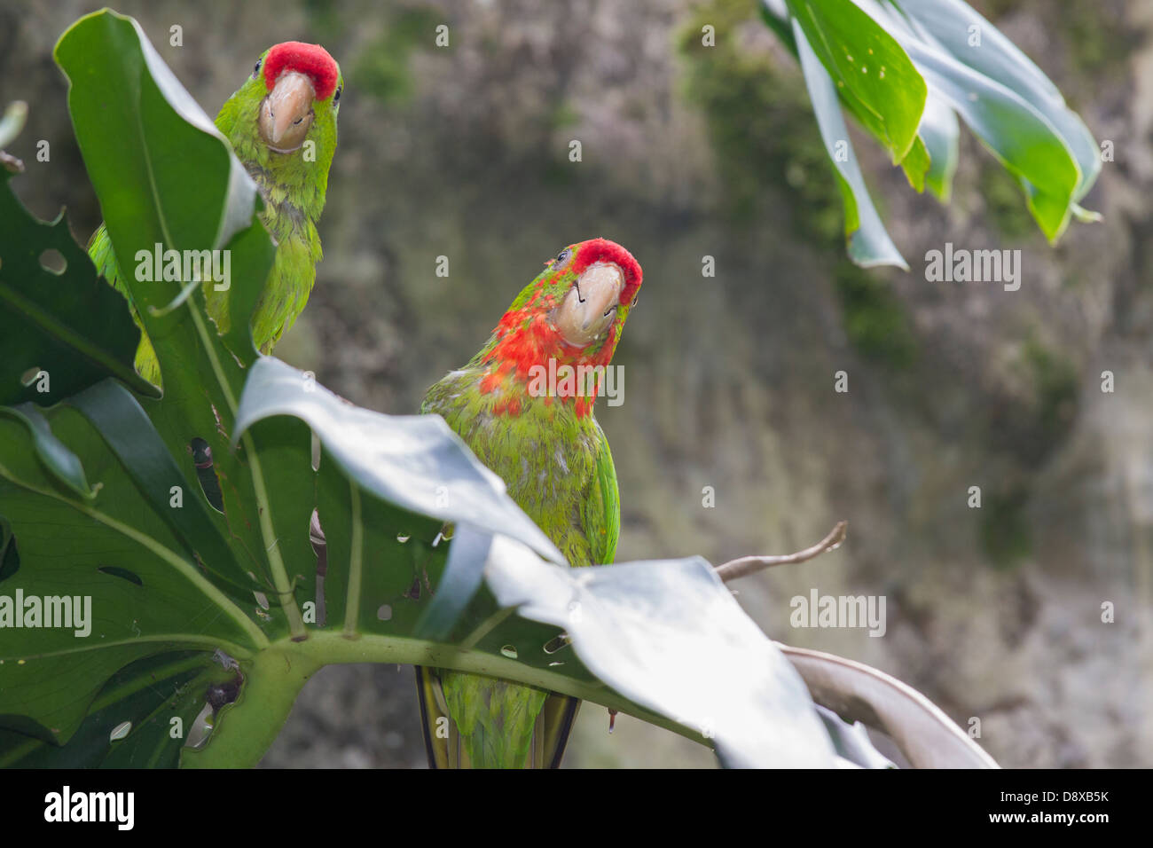 Scarlet-fronted Parakeet, Aratinga wagleri, Cali Zoo, Cali, Colombia ...