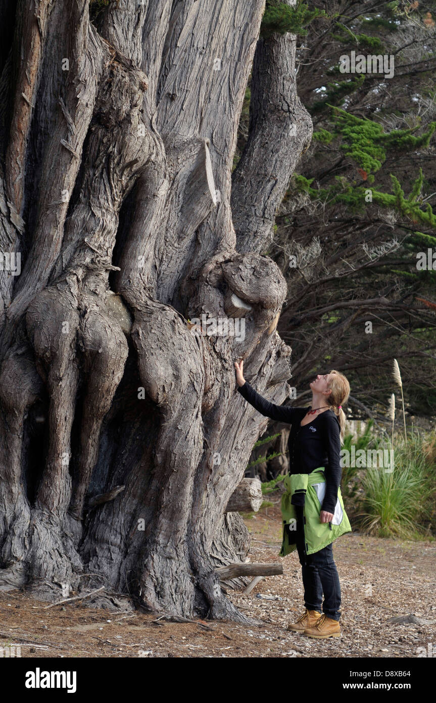 Huge tree trunk observed by a woman on autumn walk Stock Photo - Alamy