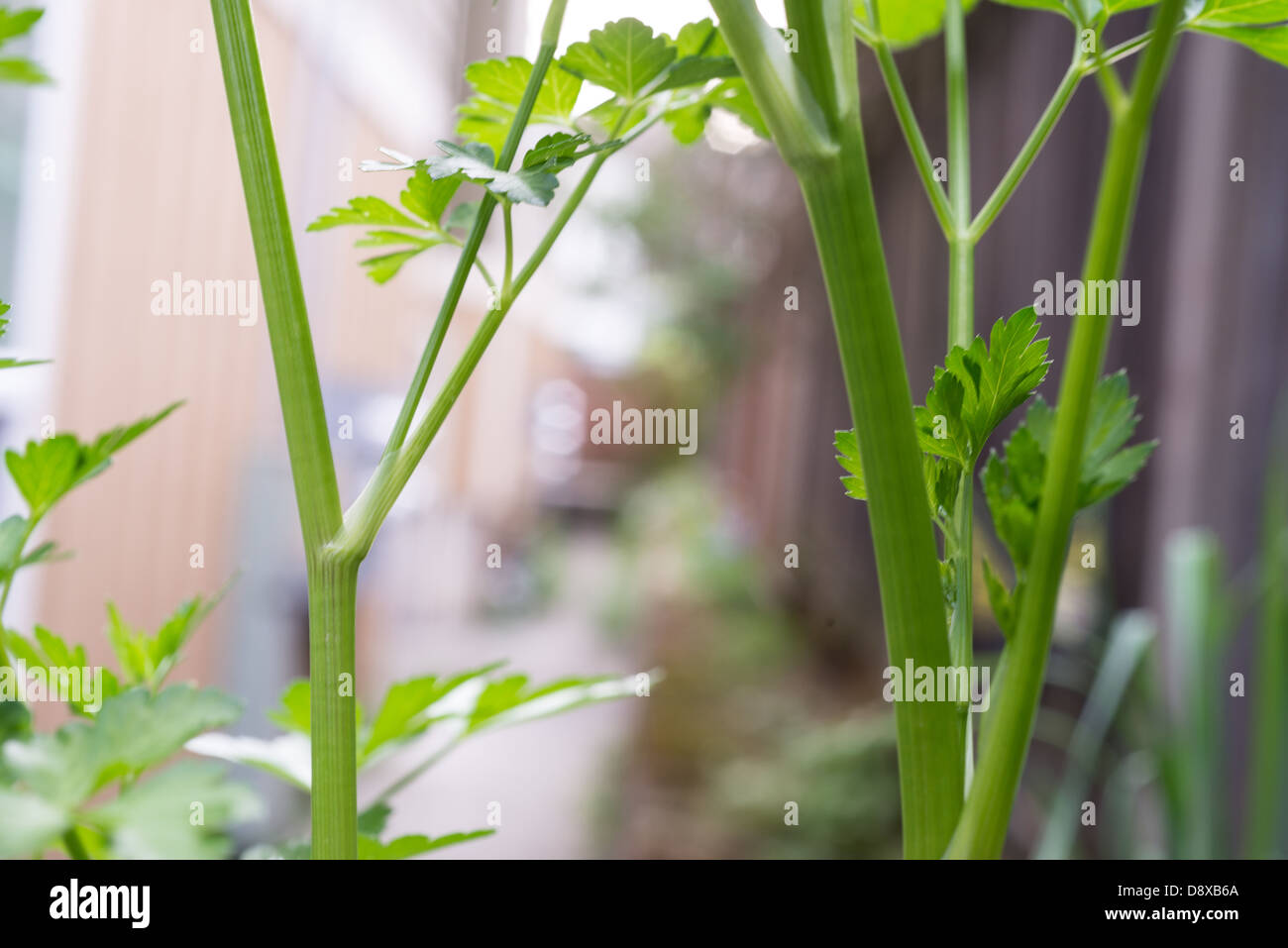 Grow leaves hi-res stock photography and images - Alamy