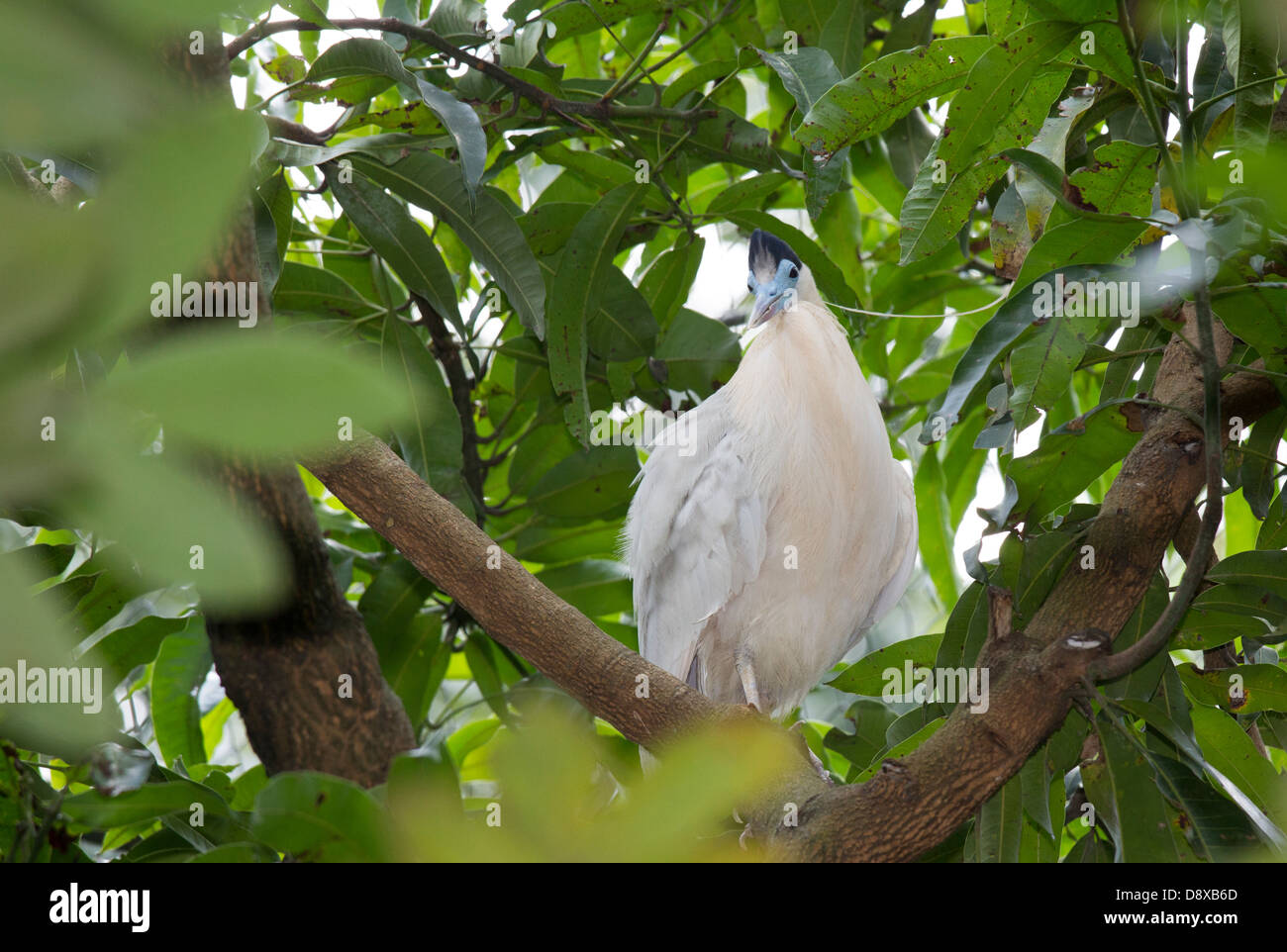 Capped Heron, Pilherodius pileatus, Cali Zoo, Cali, Colombia Stock ...