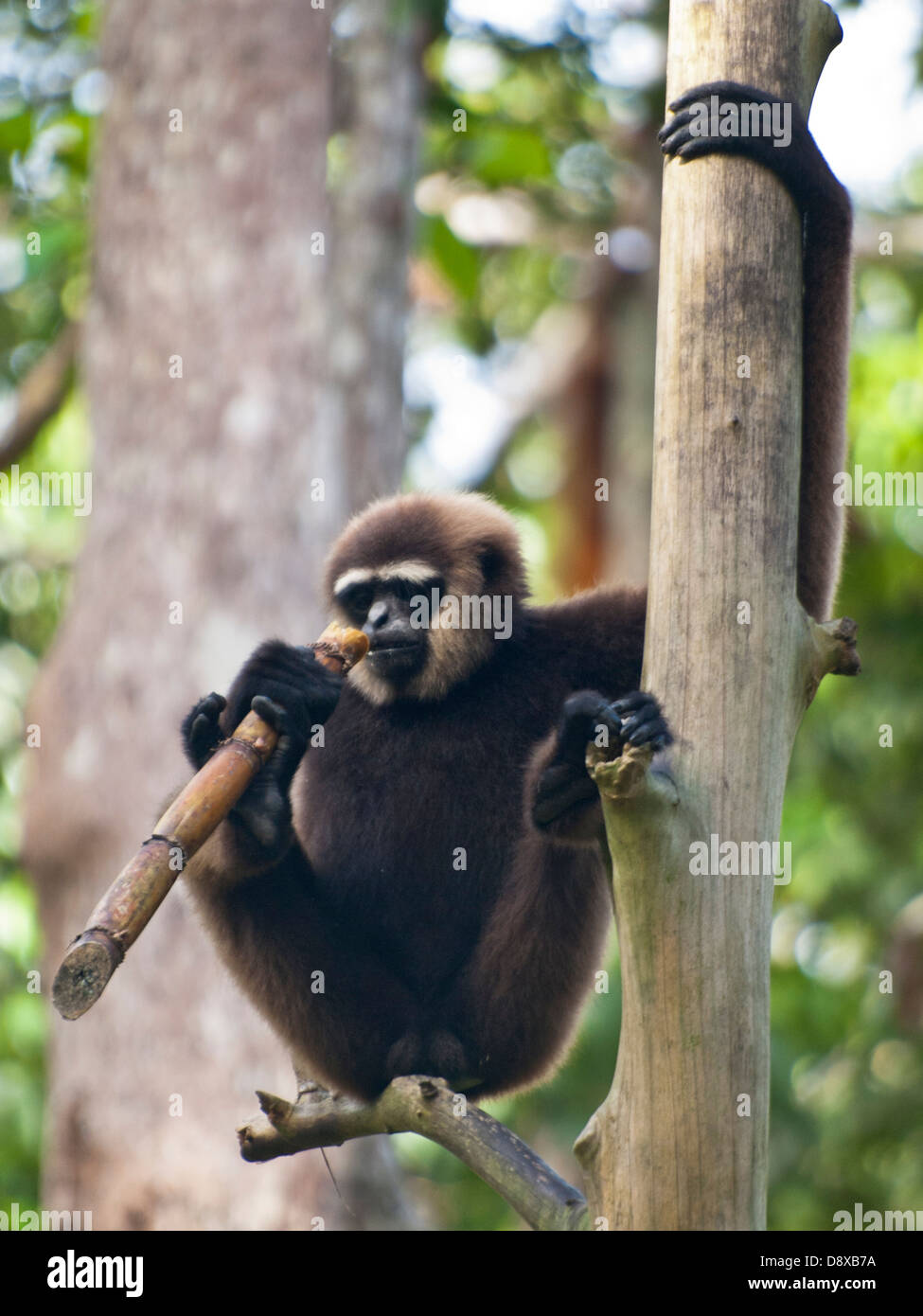 Gibbon eating in a tree Stock Photo - Alamy