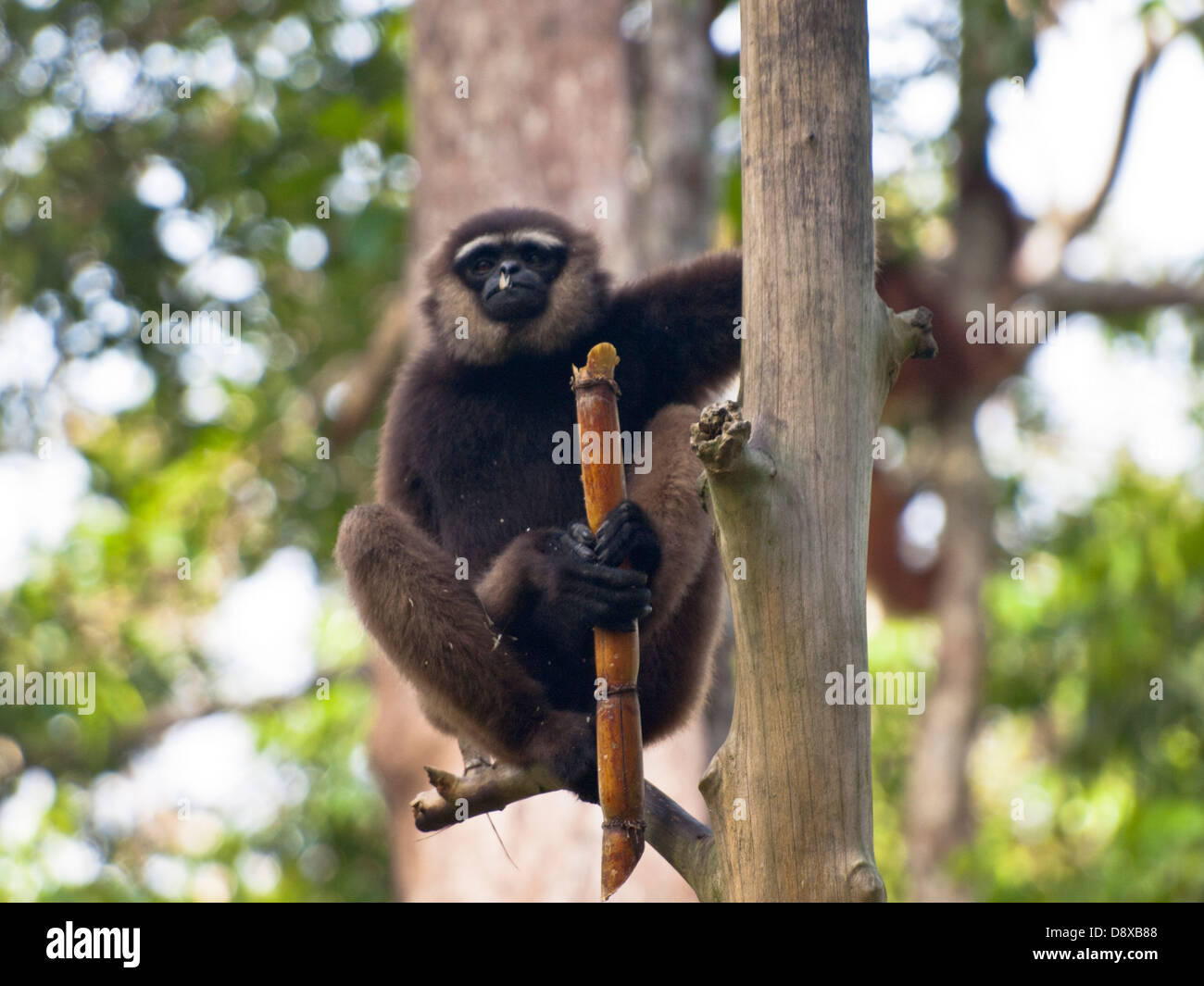Borneo Gibbon High Resolution Stock Photography and Images - Alamy