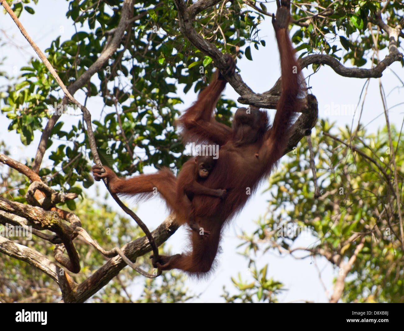 Orangutan in a tree Stock Photo - Alamy