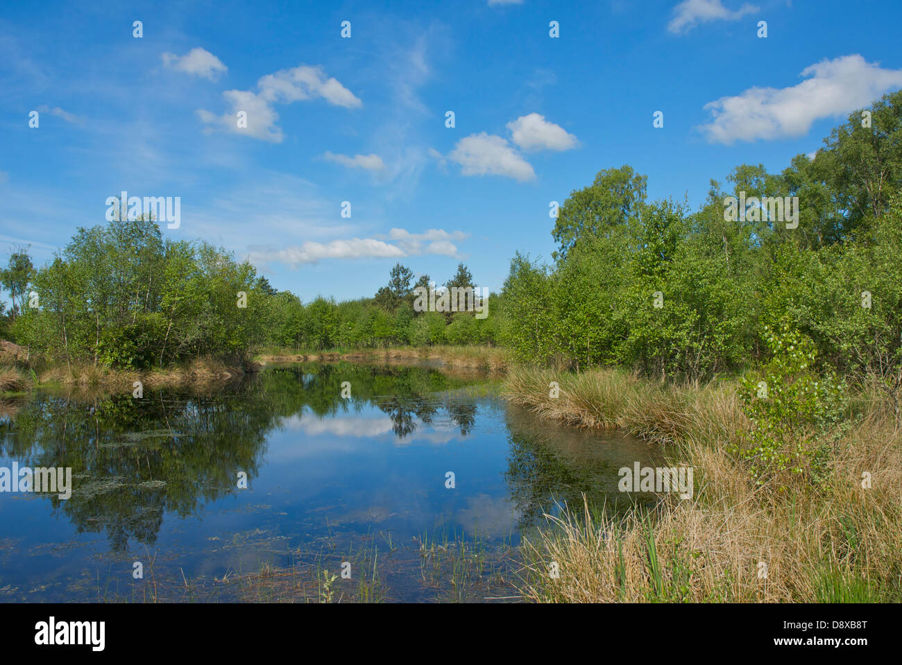 Foulshaw moss nature reserve hi-res stock photography and images - Alamy