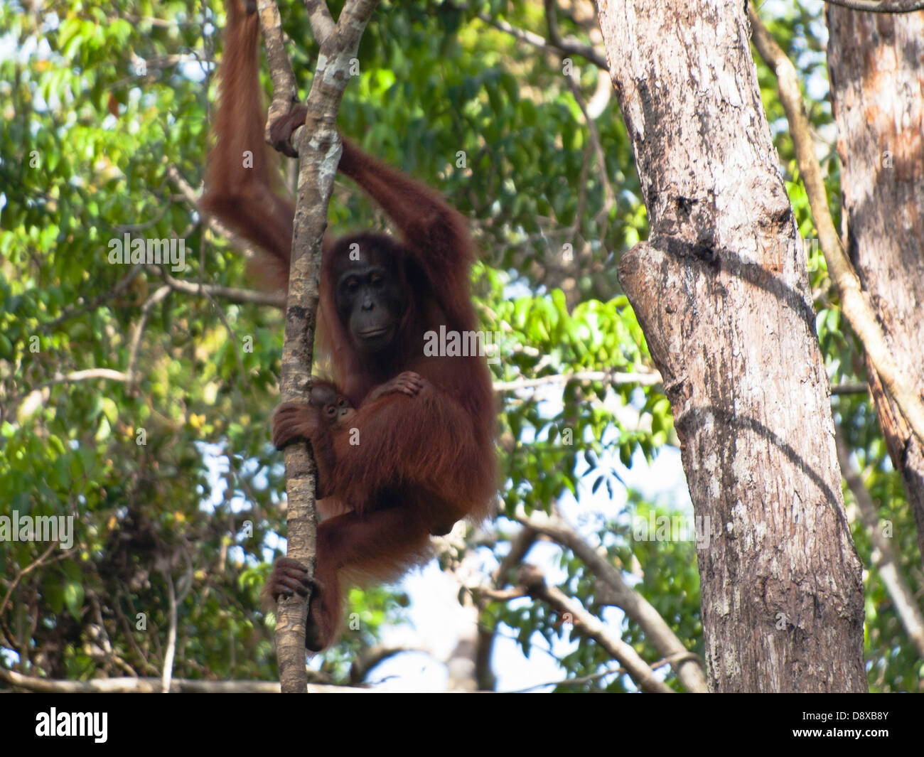 Orangutan in a tree Stock Photo - Alamy