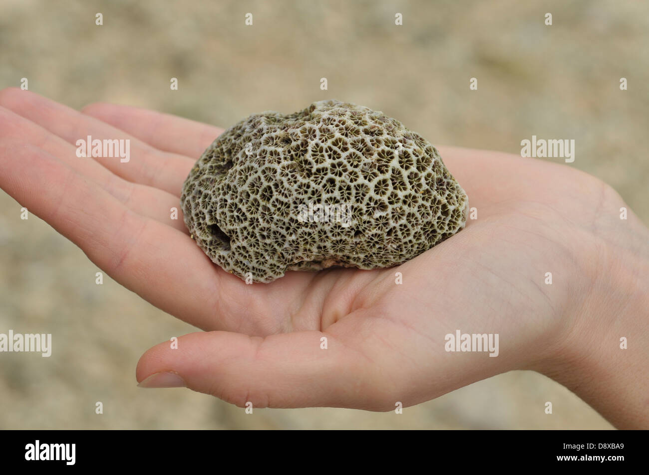 Coral building material hi-res stock photography and images - Alamy