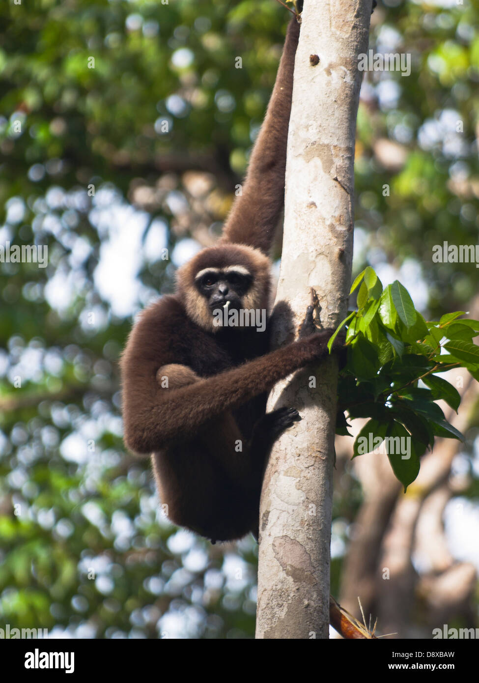 Gibbon eating in a tree Stock Photo - Alamy