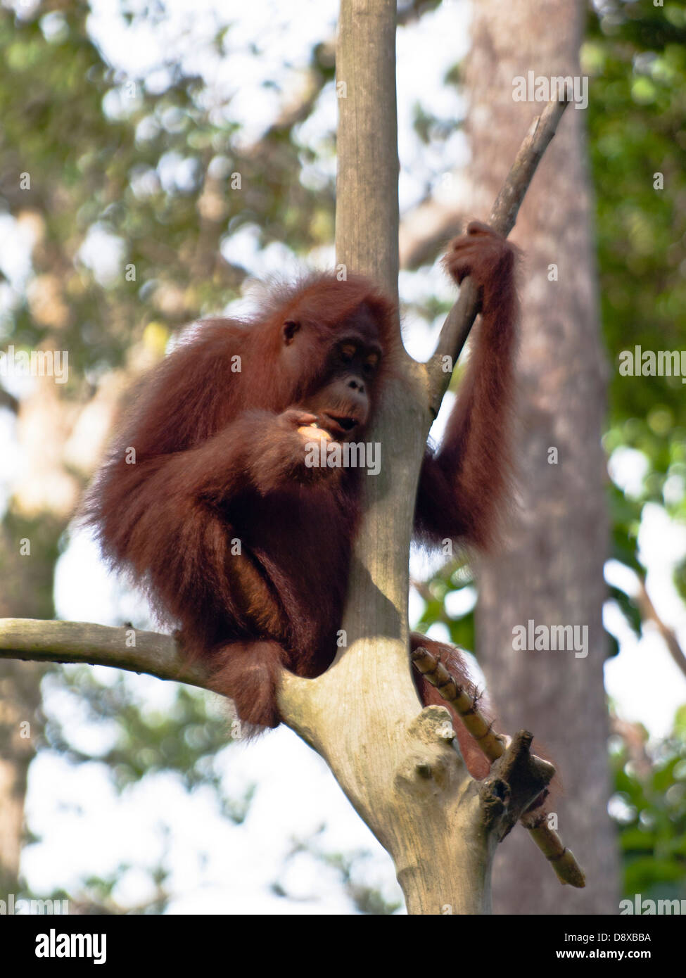 Orangutan in a tree Stock Photo - Alamy