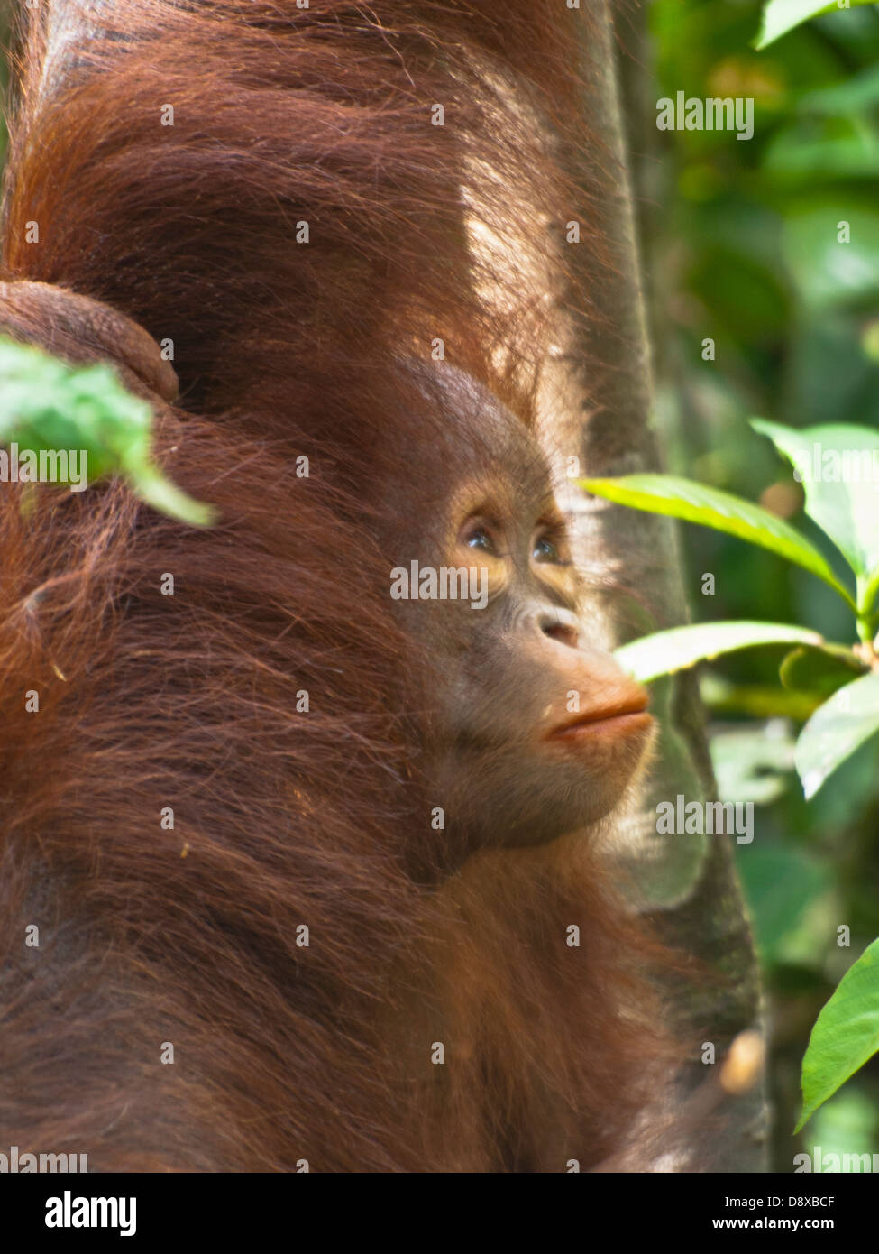 Wild orangutan profile hi-res stock photography and images - Alamy