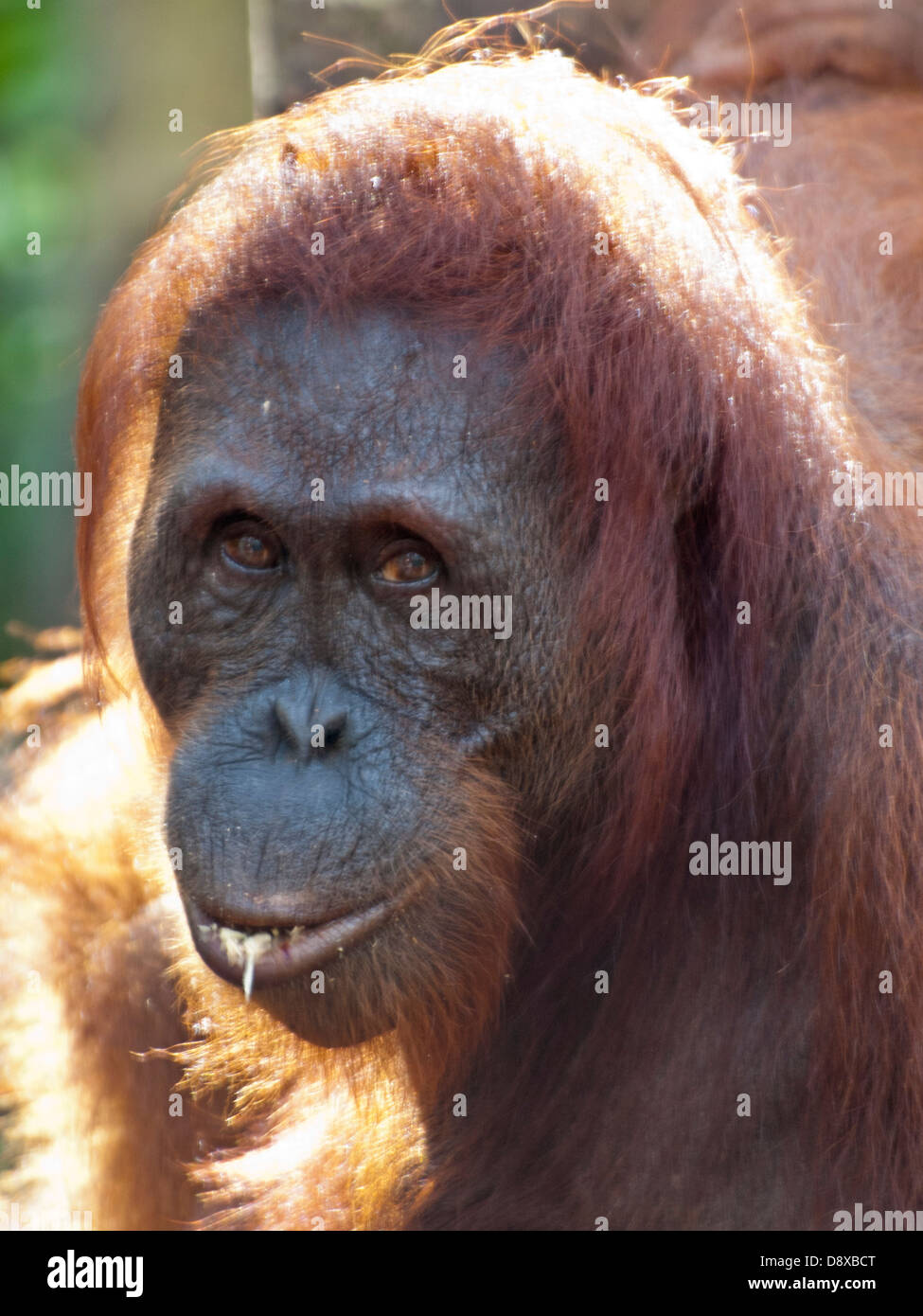 Orangutan face hi-res stock photography and images - Alamy