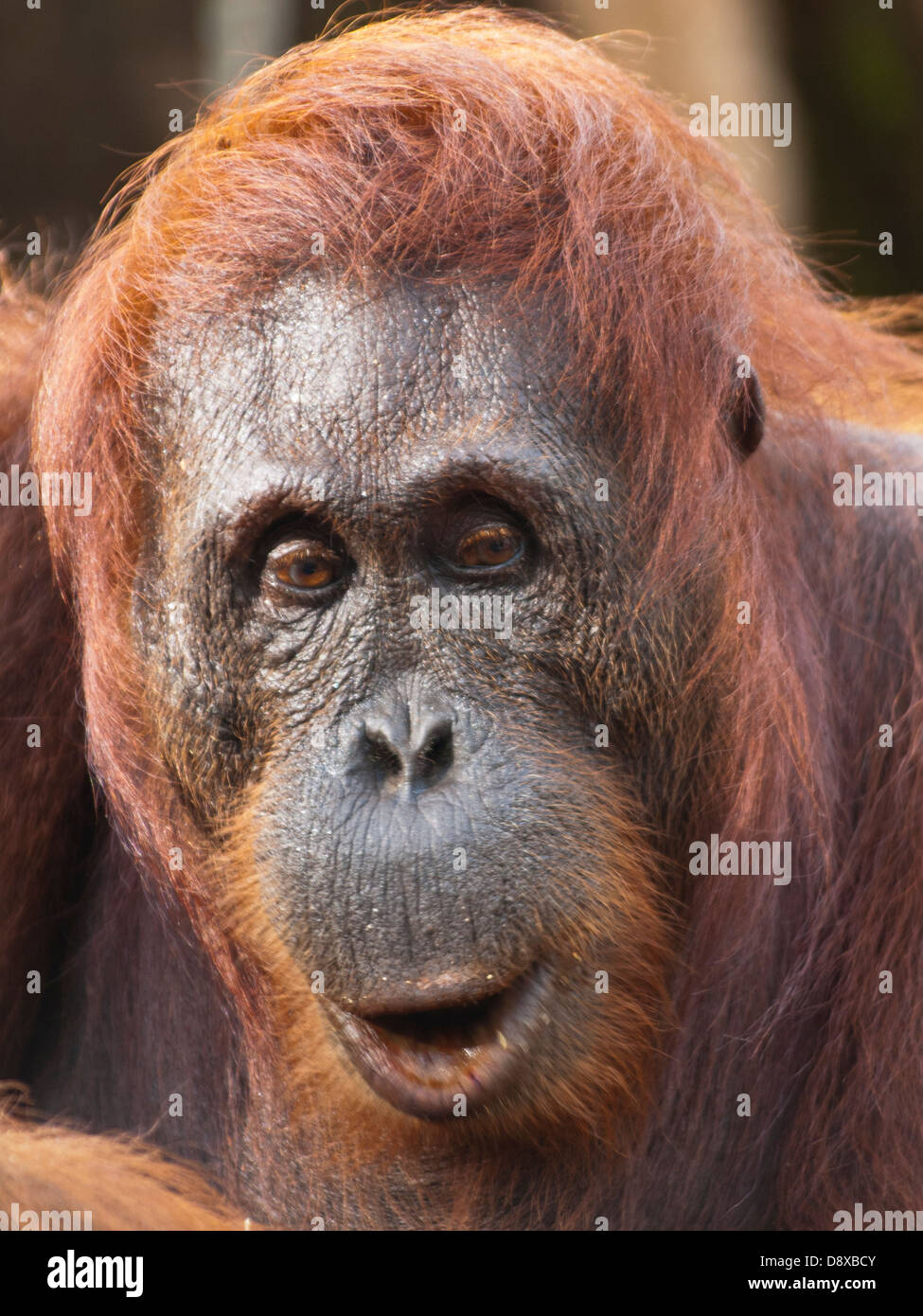 Orangutan face closeup Stock Photo - Alamy