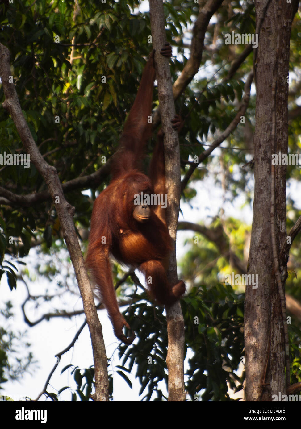 Orangutan in a tree Stock Photo - Alamy