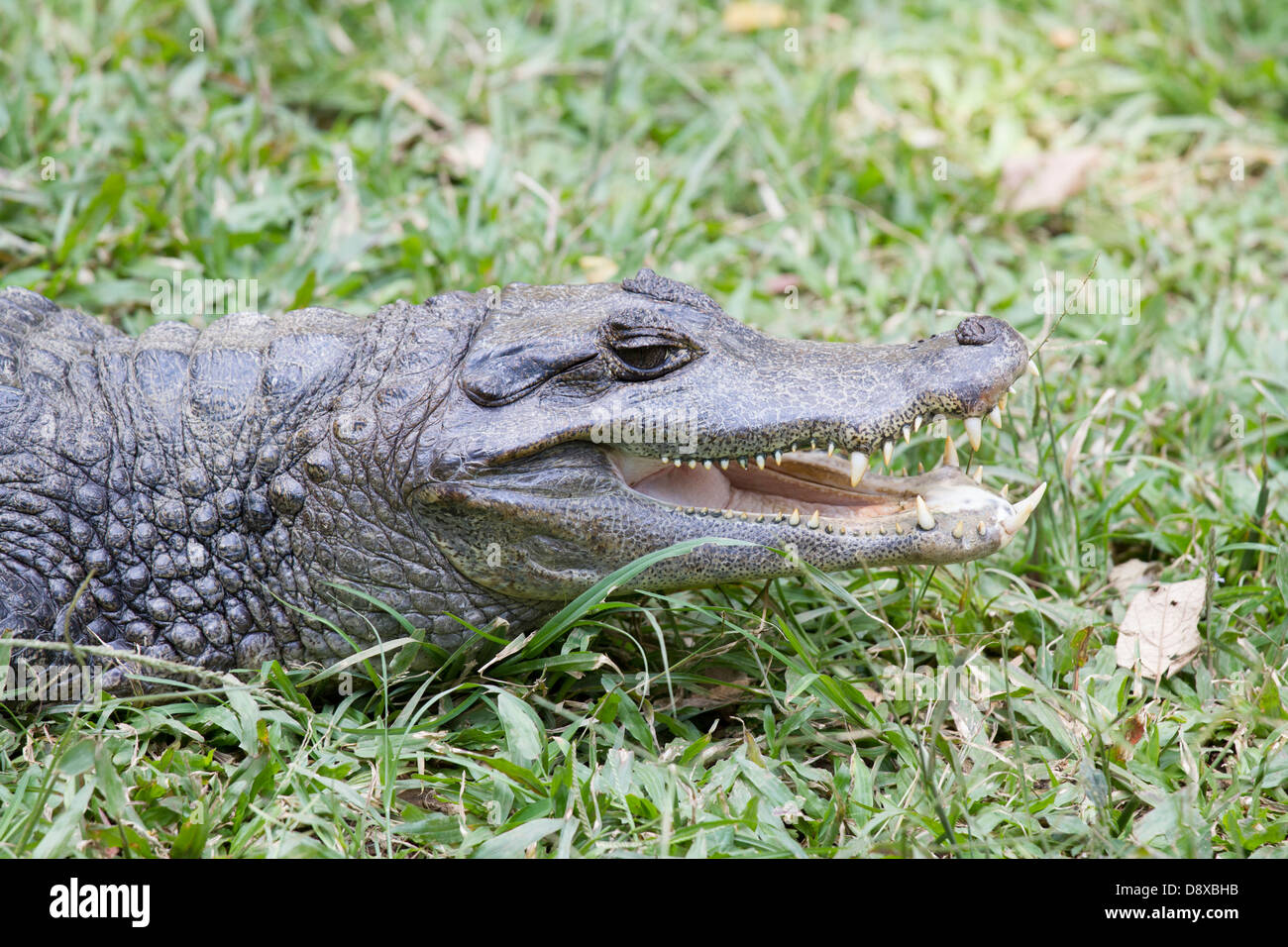 Spectacled caiman, Caiman crocodilus, Cali Zoo, Cali, Colombia Stock ...