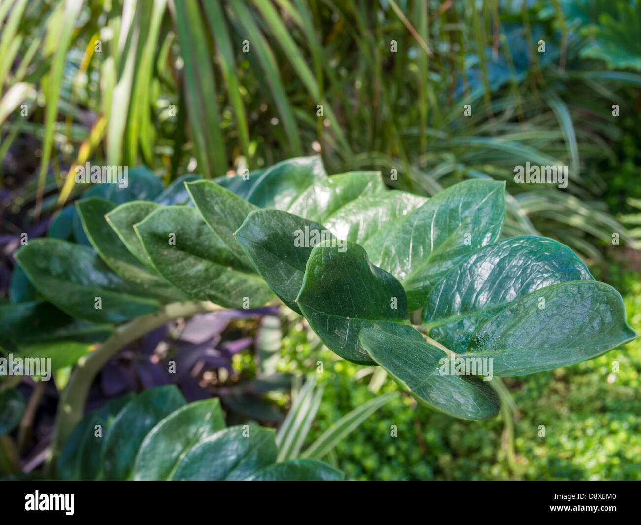 string of green leaves Stock Photo - Alamy