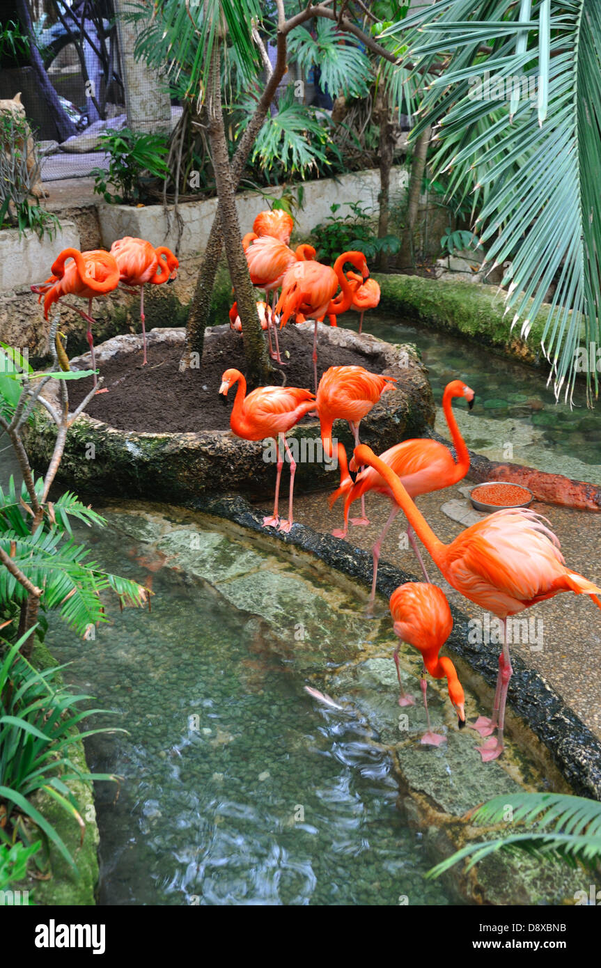 Flamingos in Dallas Aquarium, Texas, USA Stock Photo - Alamy