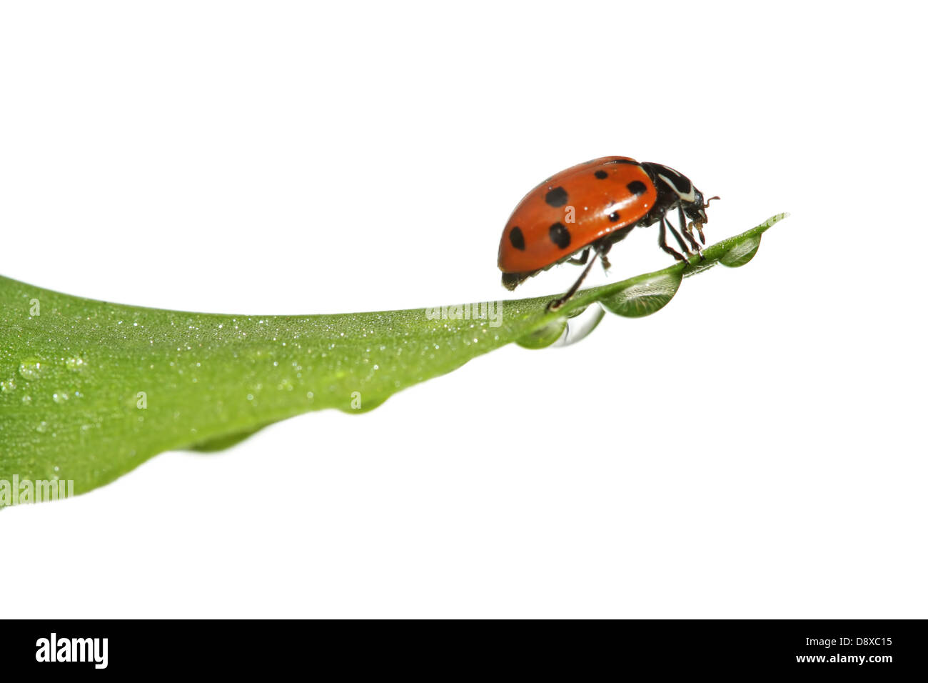 Ladybug on leaf Stock Photo - Alamy
