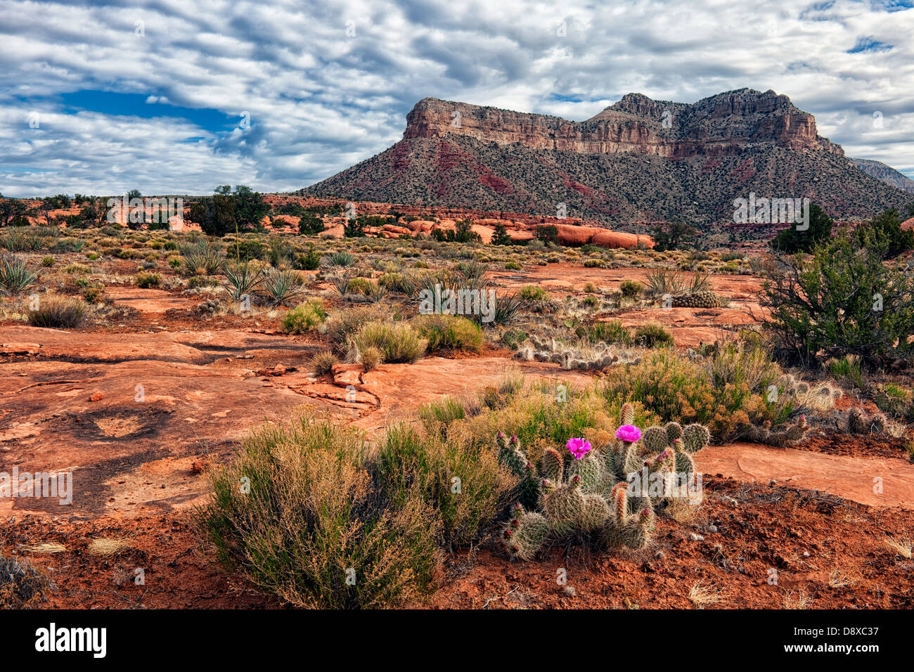 Clouds pass over Toroweap Point with prickly pear cactus blooming at ...