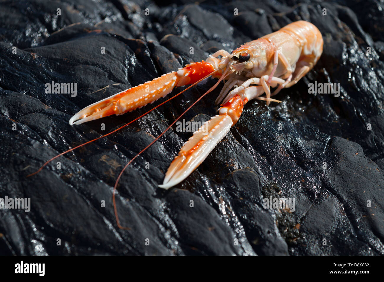 Fishing for langoustine prawns hi-res stock photography and images - Alamy