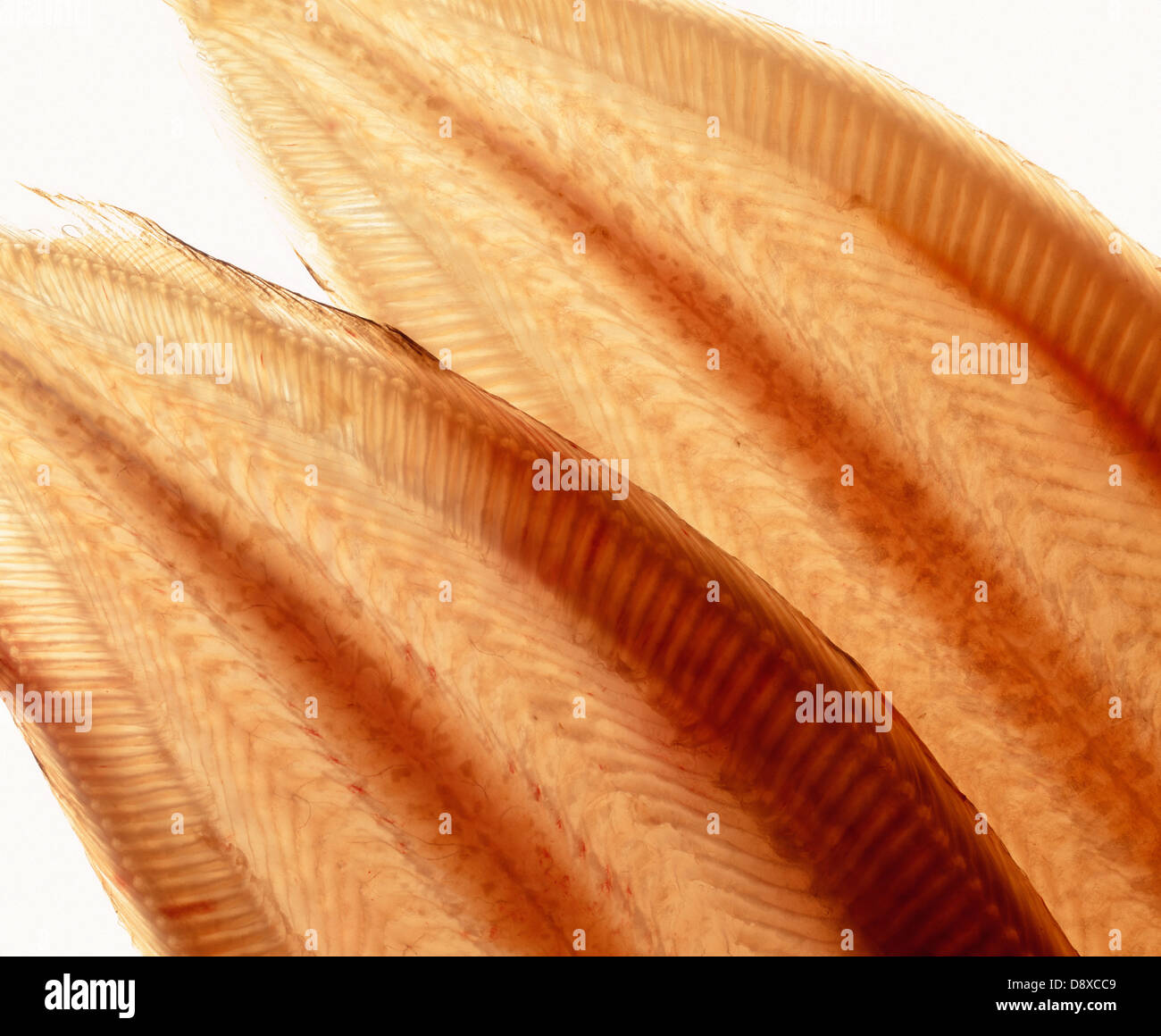 Fish against a white background Stock Photo - Alamy