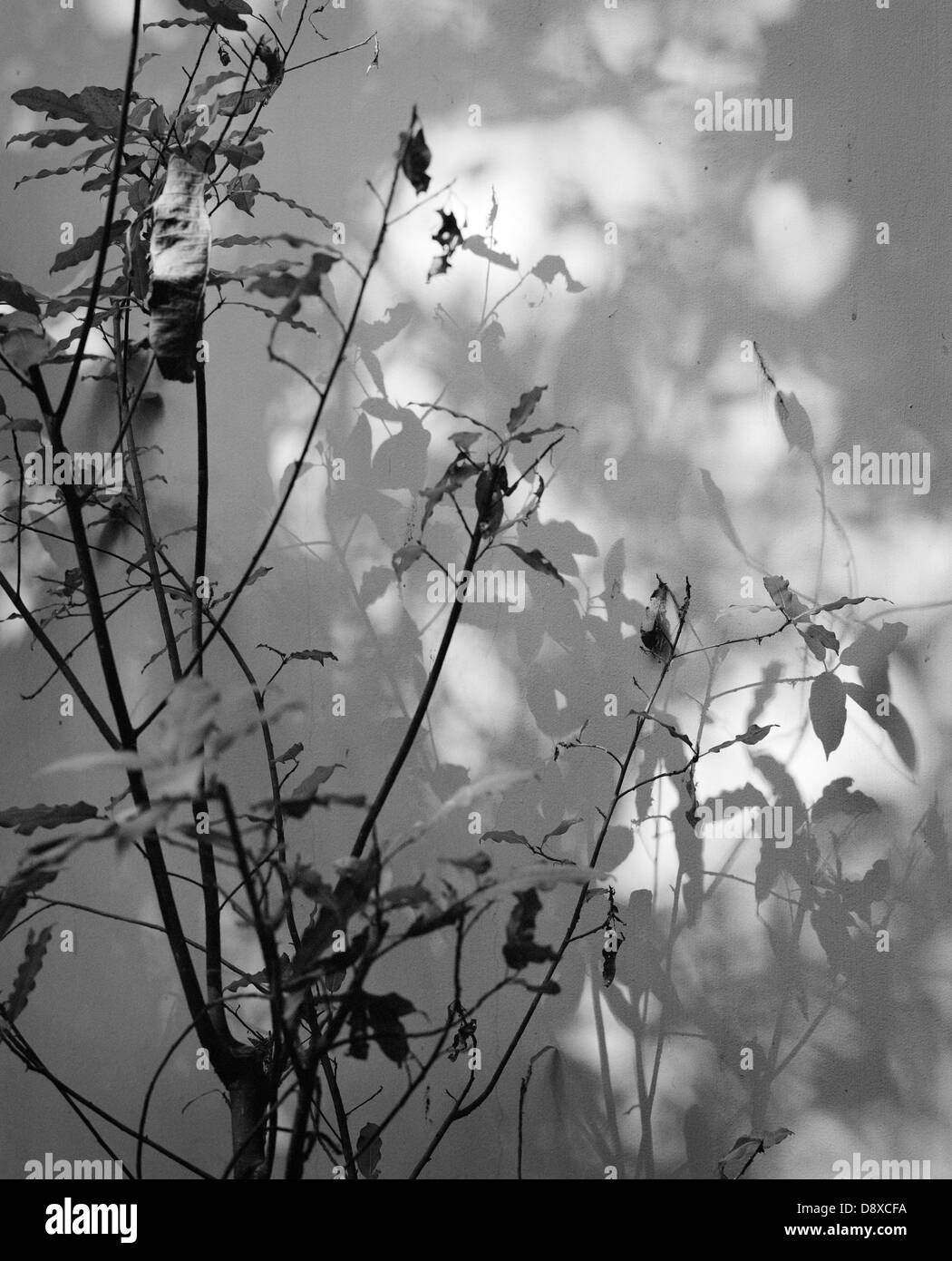 Plant of wall Black and White Stock Photos & Images - Alamy