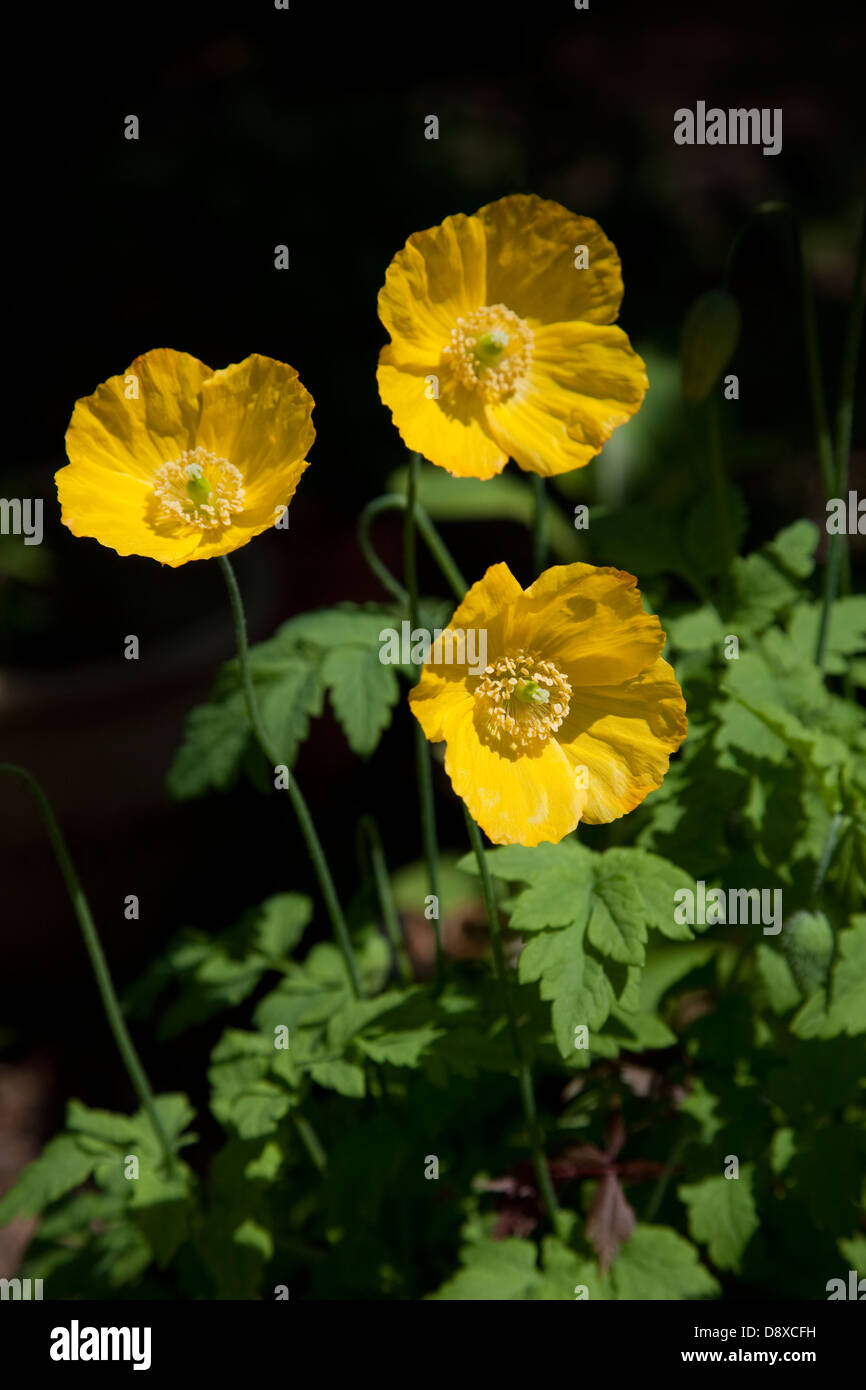 Yellow poppies hi-res stock photography and images - Alamy