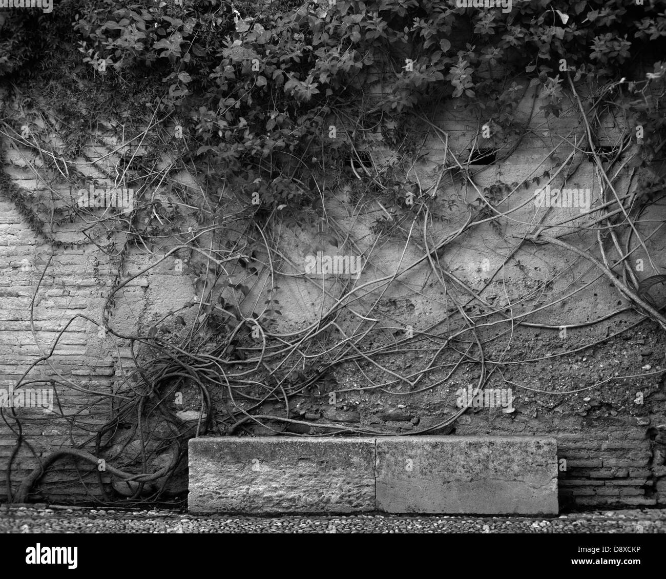 Ivy growing on stone wall (B&W Stock Photo - Alamy