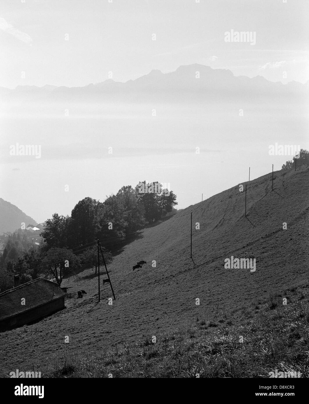 Landscape with trees (B&W Stock Photo - Alamy