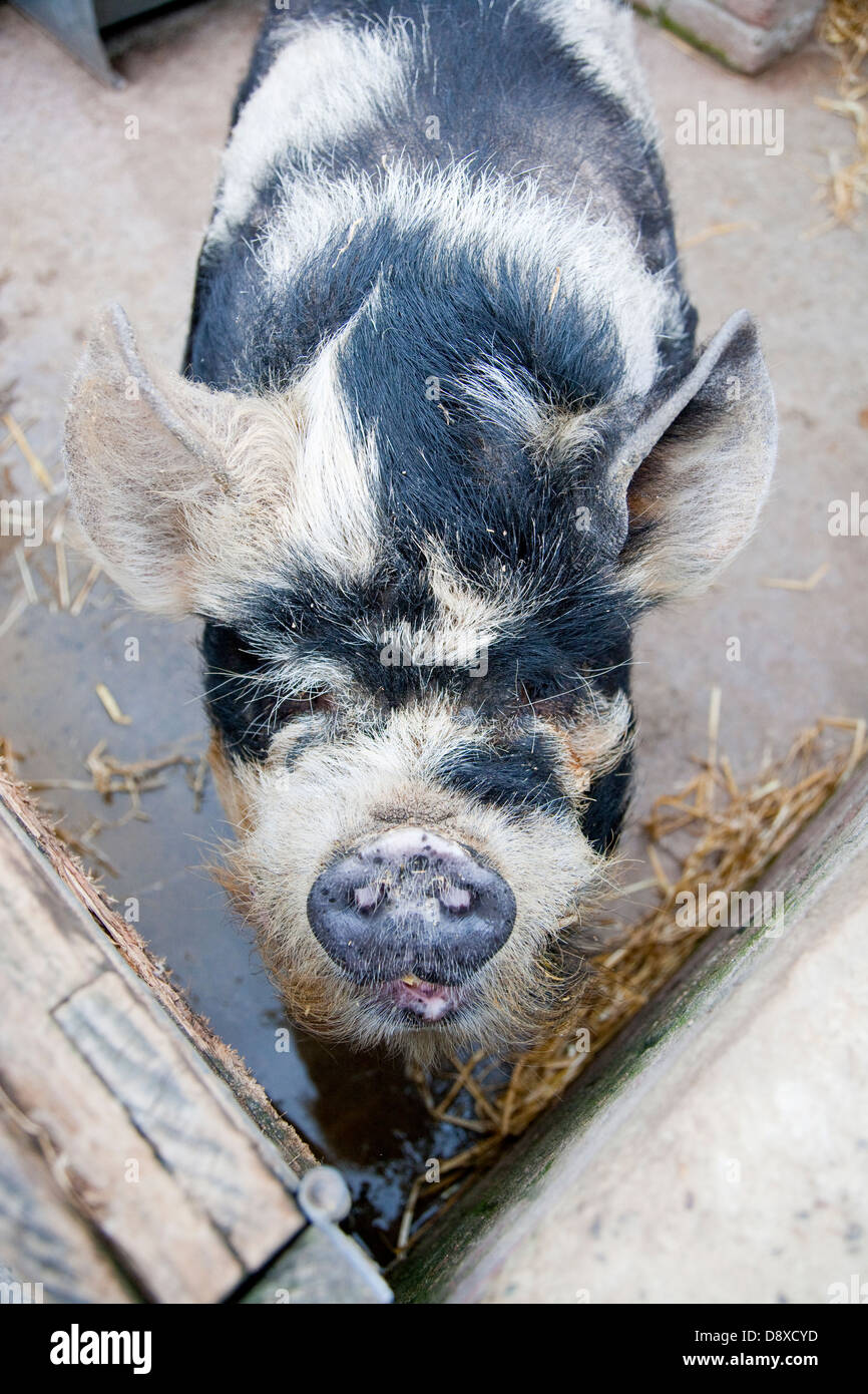 Kunekune pig originally kept by Maoris in New Zealand Stock Photo - Alamy
