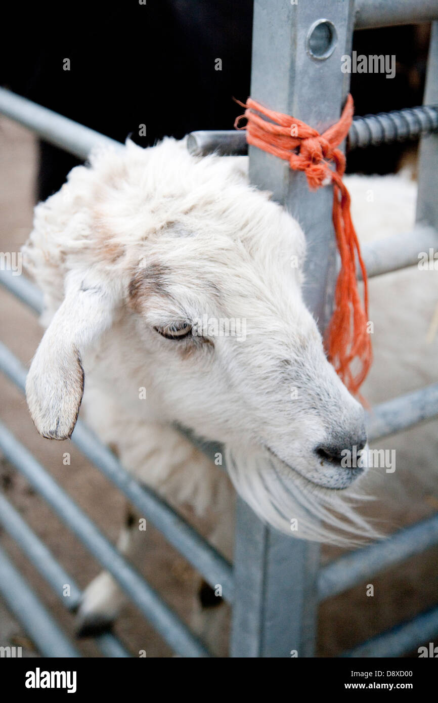 British Saanan cross goat Stock Photo - Alamy