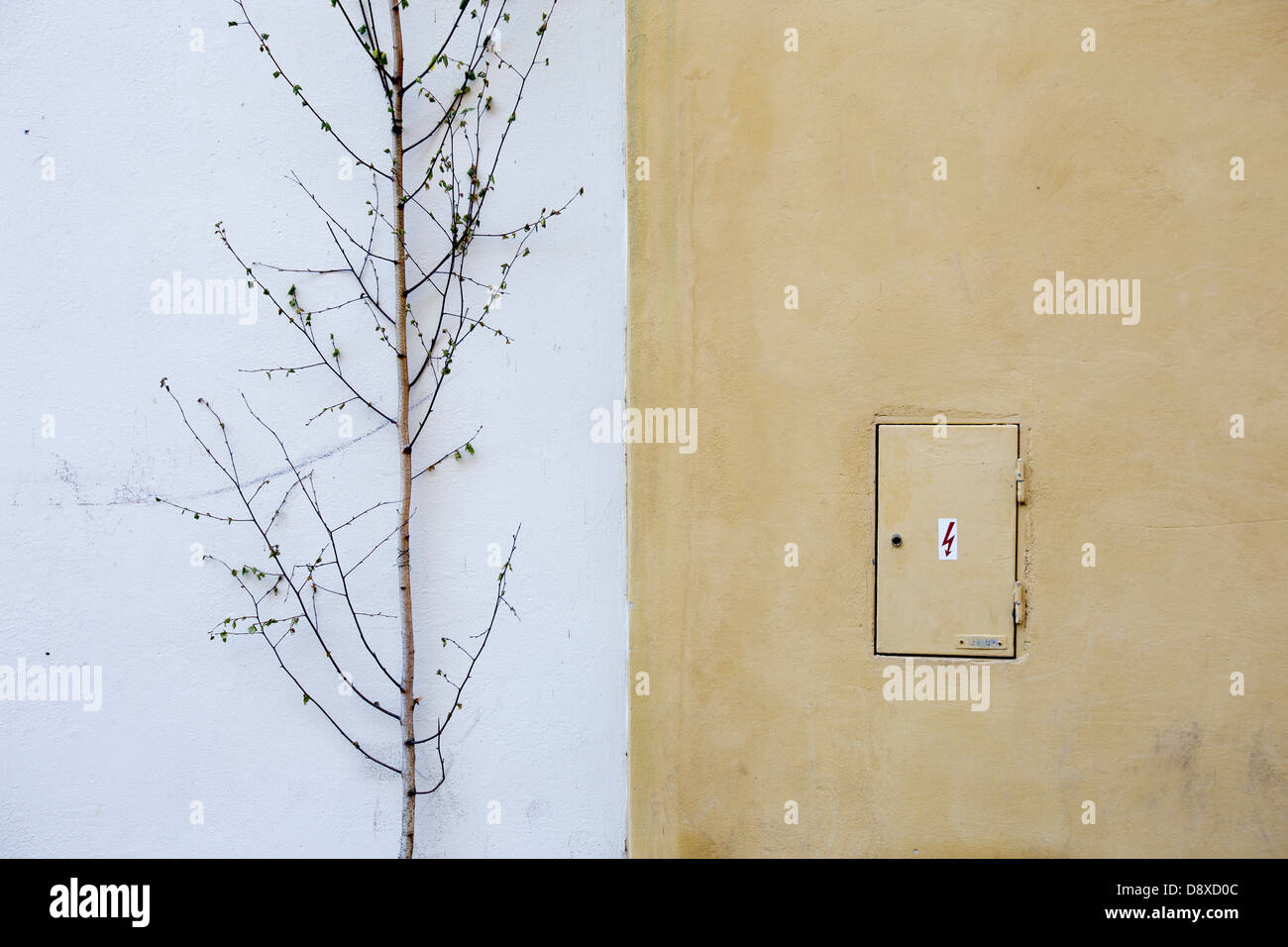 A tree against a wall, Prague, Czech Republic, Europe Stock Photo - Alamy