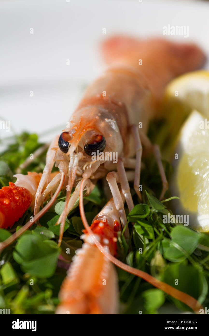 Prawn trawler hi-res stock photography and images - Alamy