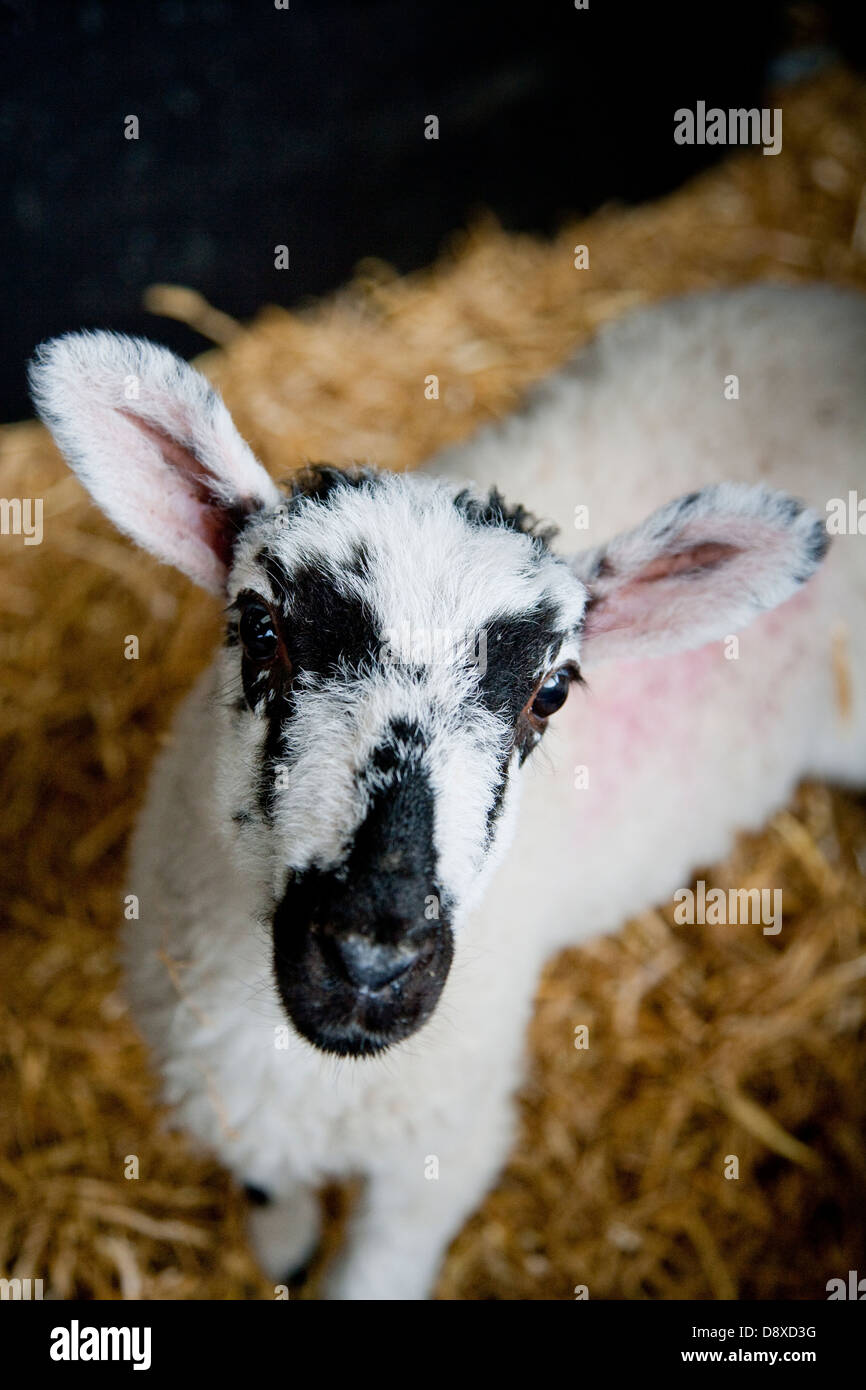 Cute looking lamb waiting to be fed Stock Photo - Alamy
