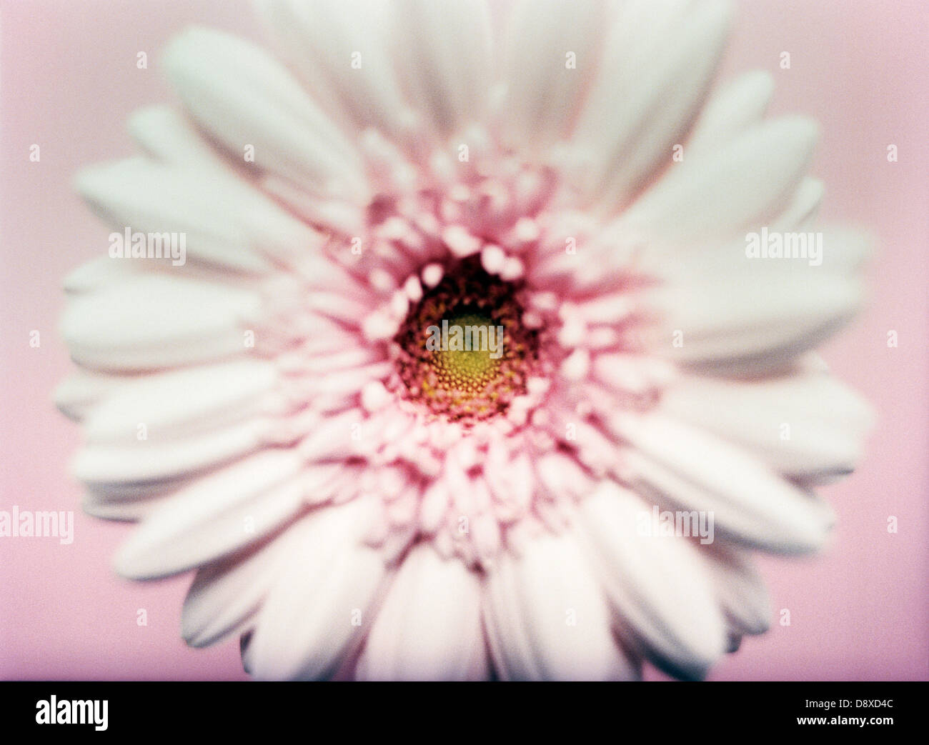 A pink flower, close-up Stock Photo - Alamy