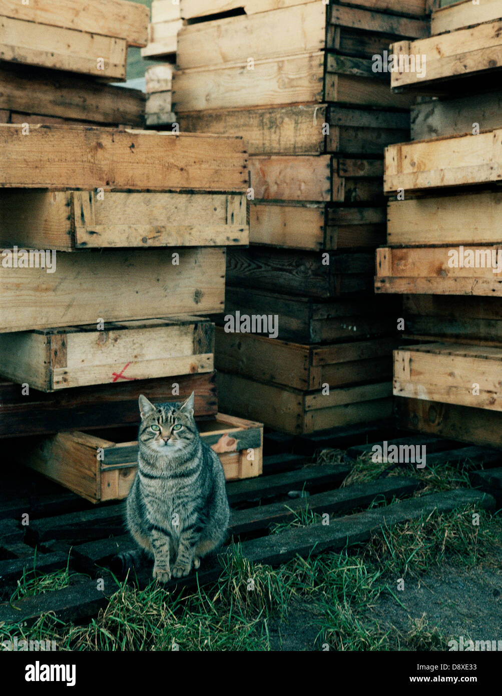 Cat sitting by heap of wooden box Stock Photo - Alamy