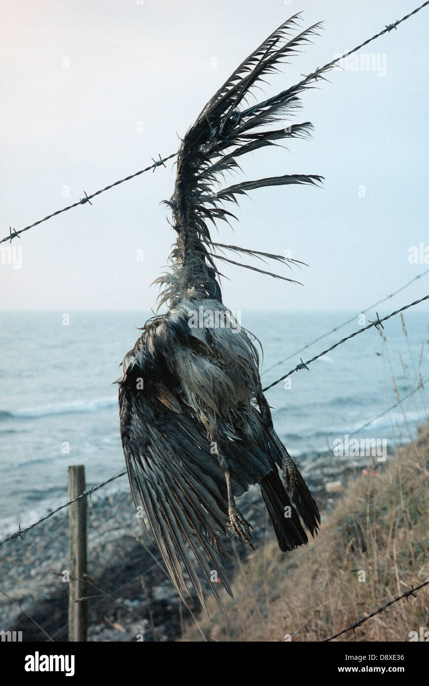 Bird entangled in barbed wire Stock Photo - Alamy
