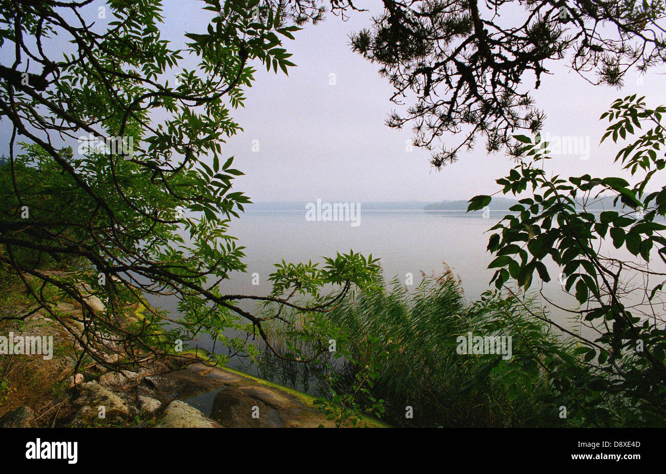Trees with river in background Stock Photo - Alamy