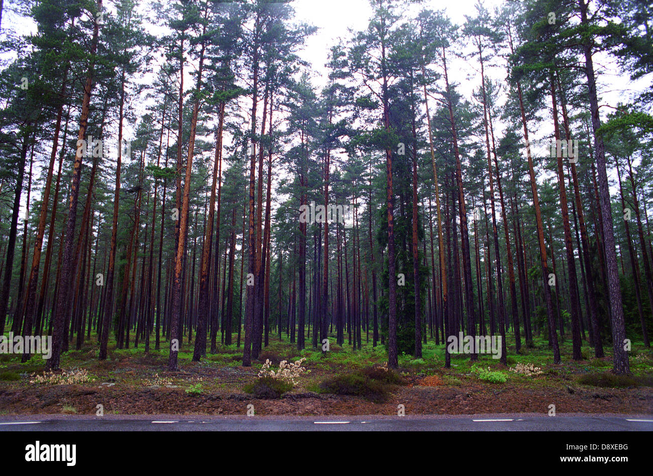 A forest by a road Stock Photo - Alamy