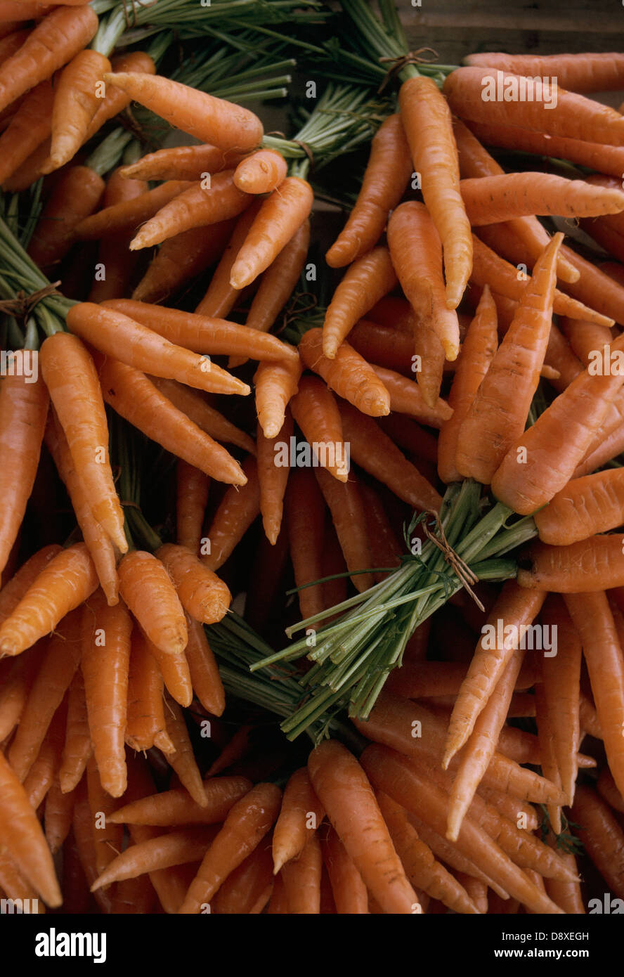 Carrots in bunches Stock Photo - Alamy